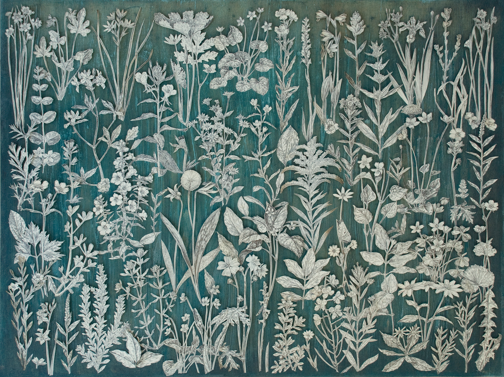 November 12, 1851: as many distinct plants (#2) – Billy Renkl