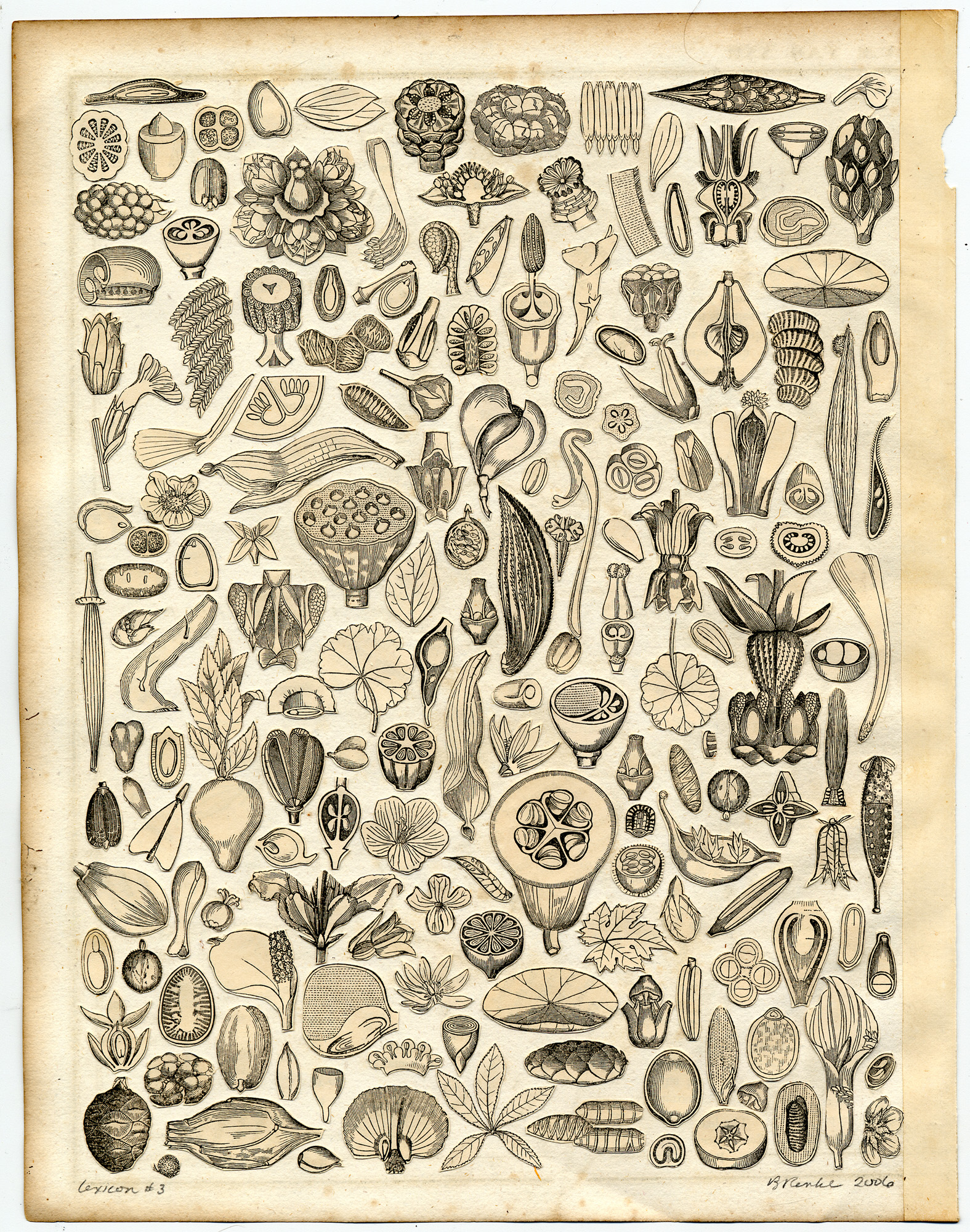 Lexicon #3 – Billy Renkl